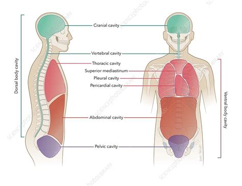 Body Cavities And Organs