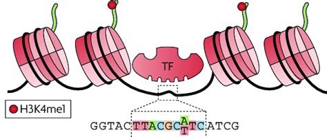Identification Of Regulatory Snps The Sequence Of A Transcription
