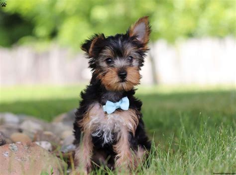 Yorkshire Terrier Puppies For Sale Greenfield Puppies