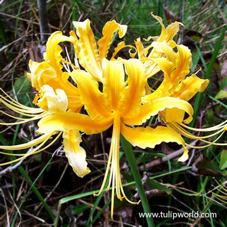 Golden Magic Lily Lycoris Aurea Tulip World 37105