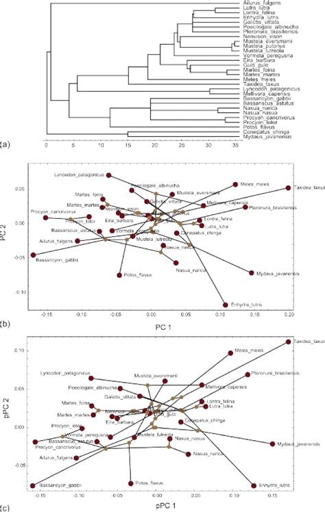 A Phylogenetic Supertree Of The 29 Carnivoran Species Used In The