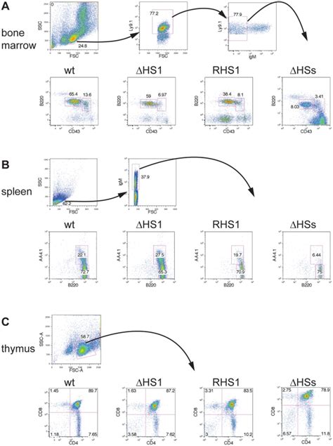 A Bone Marrow From Wildtype Wt Homozygous Δhs1 Homozygous Rhs1