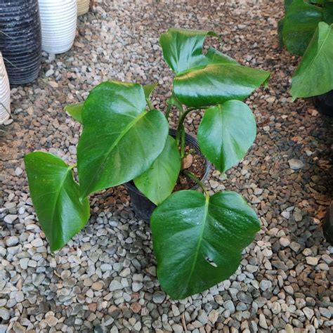 خرید و قیمت برگ انجیری پنجه شیری گیاه آپارتمانی رونده از غرفه طرح گل