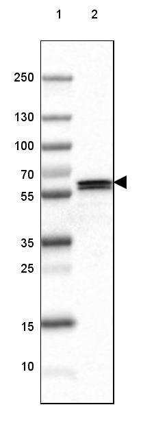 Mouse Monoclonal Anti Gad2 Antibody Buy For Research Highly Specific Rigorously Validated