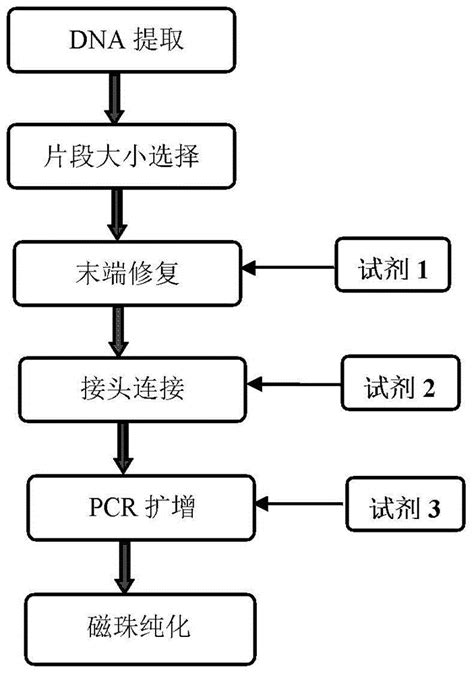Construction Method Of Small Fragment DNA Deoxyribonucleic Acid Library Based On Illumina