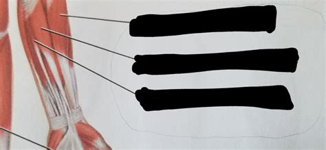 Appendicular Muscle Diagram Quizlet