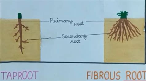 How To Draw A Tap Root System At Rita Block Blog