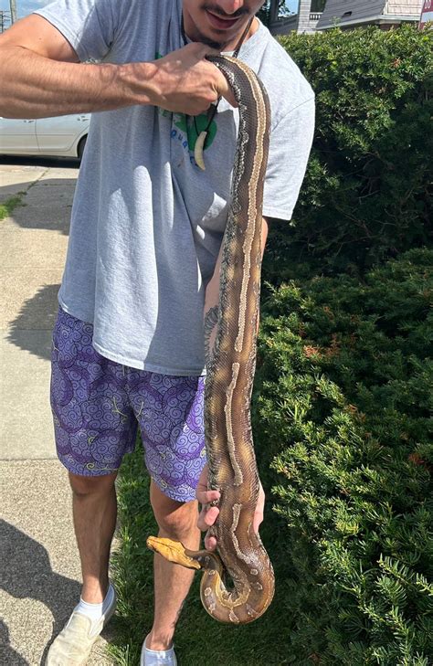 Adult Marble Borneo Blood Python Female Scales And Tails Of Ohio Adult Marble Borneo Blood Python Female Scales And Tails Of Ohio