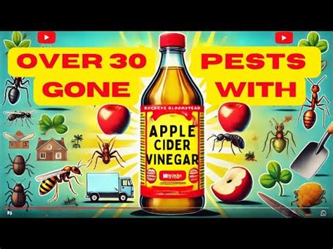 Will Apple Cider Vinegar Kill Pantry Moths