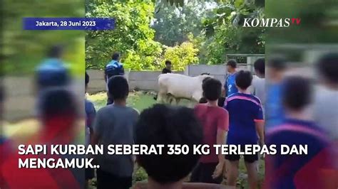 Kumpulan Momen Sapi Kurban Ngamuk Jelang Iduladha, Hingga Jatuh ke Kali - Video Dailymotion