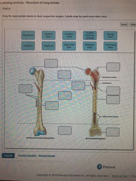 Long Bone Structure Labeling Compact Bone Is Organized As Parallel