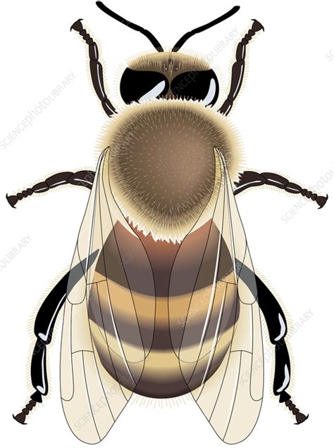 Drone Bee Illustration Stock Image C0606215 Science Photo Library