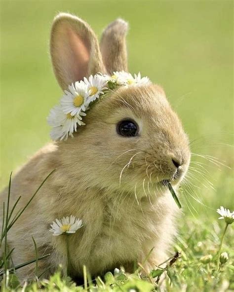 Adorable Bunny Crafts And Recipes