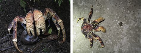 Coconut Crabs Current Biology