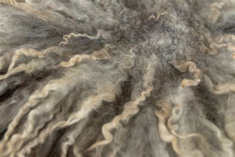 Close Up Of Sheep Wool In Natural Color Stock Image Image Of Lamb Wool