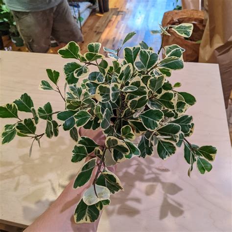 Ficus Triangularis Varigated Back Alley House Plants