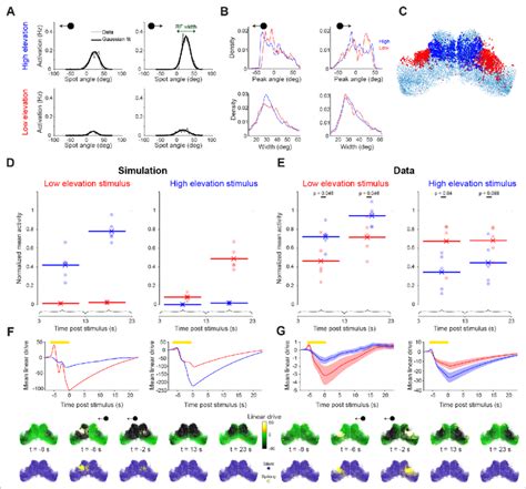 Visual Stimulation Is Followed By Long Lasting Spatially Selective Download Scientific Diagram