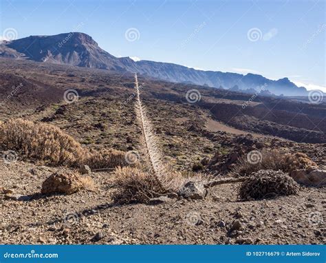 Prickle Stock Image Image Of Environment Loneliness 102716679