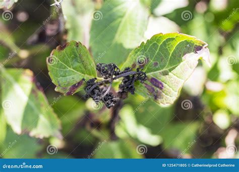 Disease Of Flower Hydrangea Hortensia Due To Lack Of Wtaer And Pollution Close Up Stock Image