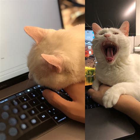 reviewing code “tons of bugs ” scrolller