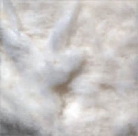 White Plain Cotton Break Comber Noil For Spinning Industry At Rs 135