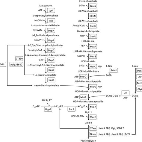 Summary Of Presenceabsence Key Peptidoglycan Biosynthesis Gene