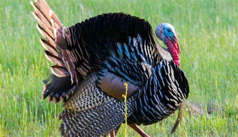 Turkey Beard Length Chart At Jeanette Novack Blog