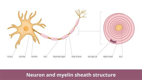 Myelinated Axon Diagram