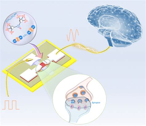 Targeted Chemical Processing Initiating Biosome Action Potential Matched Artificial Synapses For