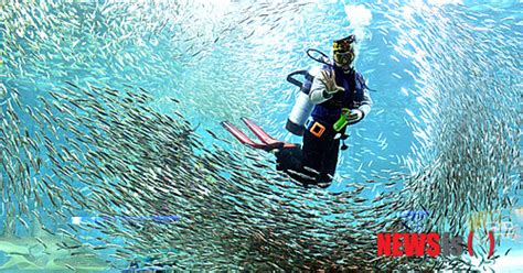 장관을 이루는 정어리 군무