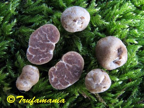 Tuber Puberulum Full Description