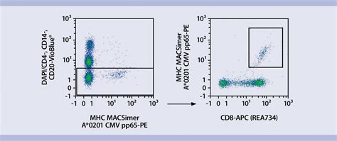 Mhc Multimer Antigen Specific T Cells Macsquant Tyto Cell Sorter