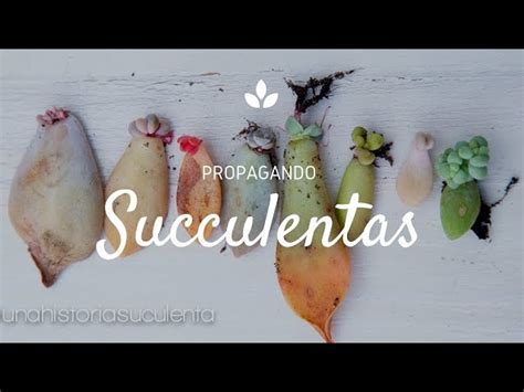 Reproducci N De Suculentas Aprende A Multiplicar Estas Plantas Resistentes Y Hermosas
