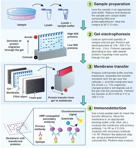 Western Blot Transfer Buffer Preparation