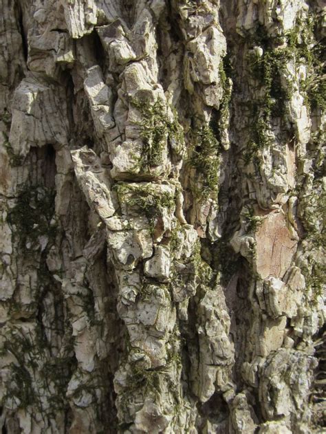 The Texture Of A Tree