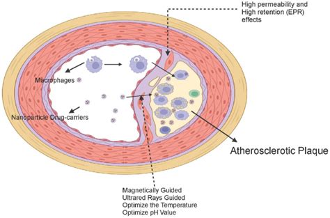Passive Targeted Transport Of Nanoparticles Download Scientific Diagram