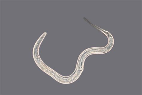 Slug Killer Exhibitline Ph Is Available Bioline