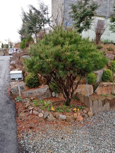 ♤꿈이있는 정원♤ 예쁜정원 전원주택 조경 인테리어 바위솔 야생화 꽃 다육 정원용품 Diy Band