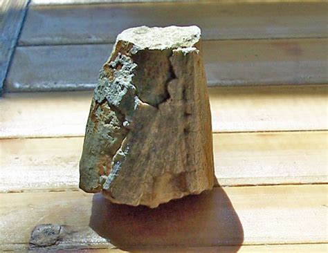 Fossils Of Arkansas
