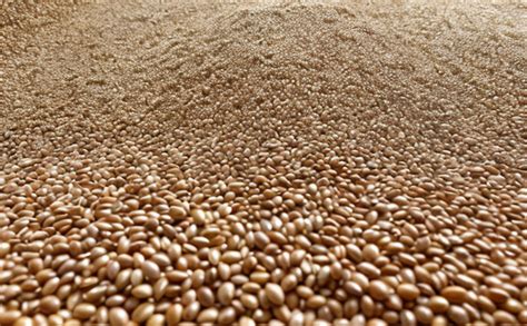 Determining Grain Boundary Character Distribution