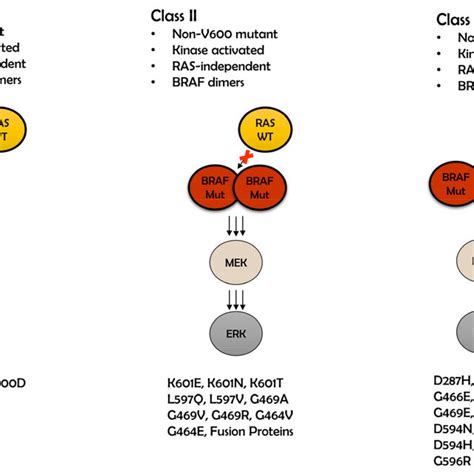 Three Classes Of Braf Mutations Identified By The International Cancer