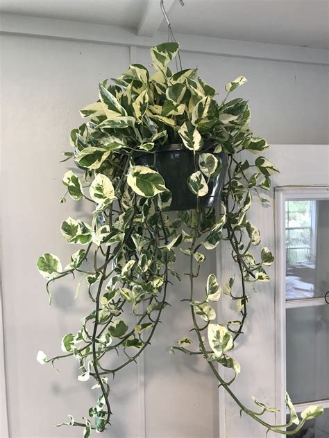 Hanging Basket Pathos Pathos N Joy 8 Huckleberry Knob Nursery