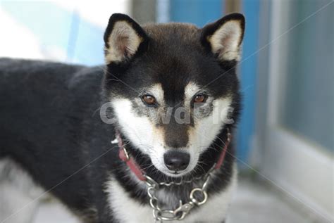 시바견 시바이누 Shibainu 검정 Black 사진 이미지 일러스트 캘리그라피 Usodampho작가