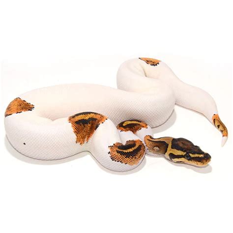 Yellow Ball Python For Sale Yellow Ball Python Yellow And White Python