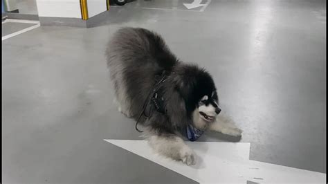 카니가 뛰기 시작했어요 세나개 출연 후 설채현 선생님의 운동 및 호르몬 약 처방받고 엄청 활발해졌습니다 ㅣ100년만에 만남 것 같은 카니의 가족 상봉 현장재업