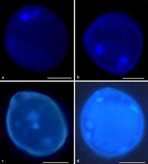 A This Figure Shows The Binucleated Pollen Symmetrical Division Dapi Download Scientific