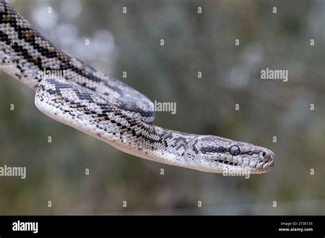 Murray Darling Carpet Python Stock Photo Alamy
