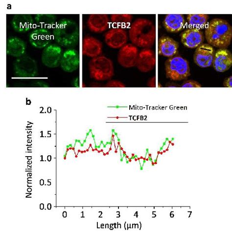 A Fluorescence Imaging Scale Bar 100 μm B Quantification Of Download Scientific Diagram