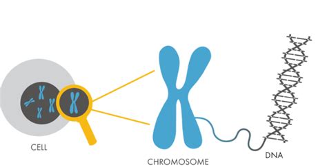 Genetics CooperSurgical