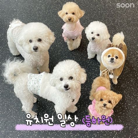 시흥배곧애견유치원 Soon 반려견 교육 유치원의 등하원 일상🐾 네이버 블로그